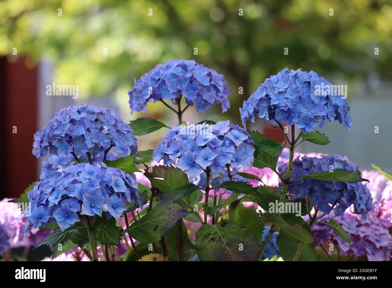 Blooming Hydrangea Bush, Colourful Flowers, High-Quality Stock Photo ...