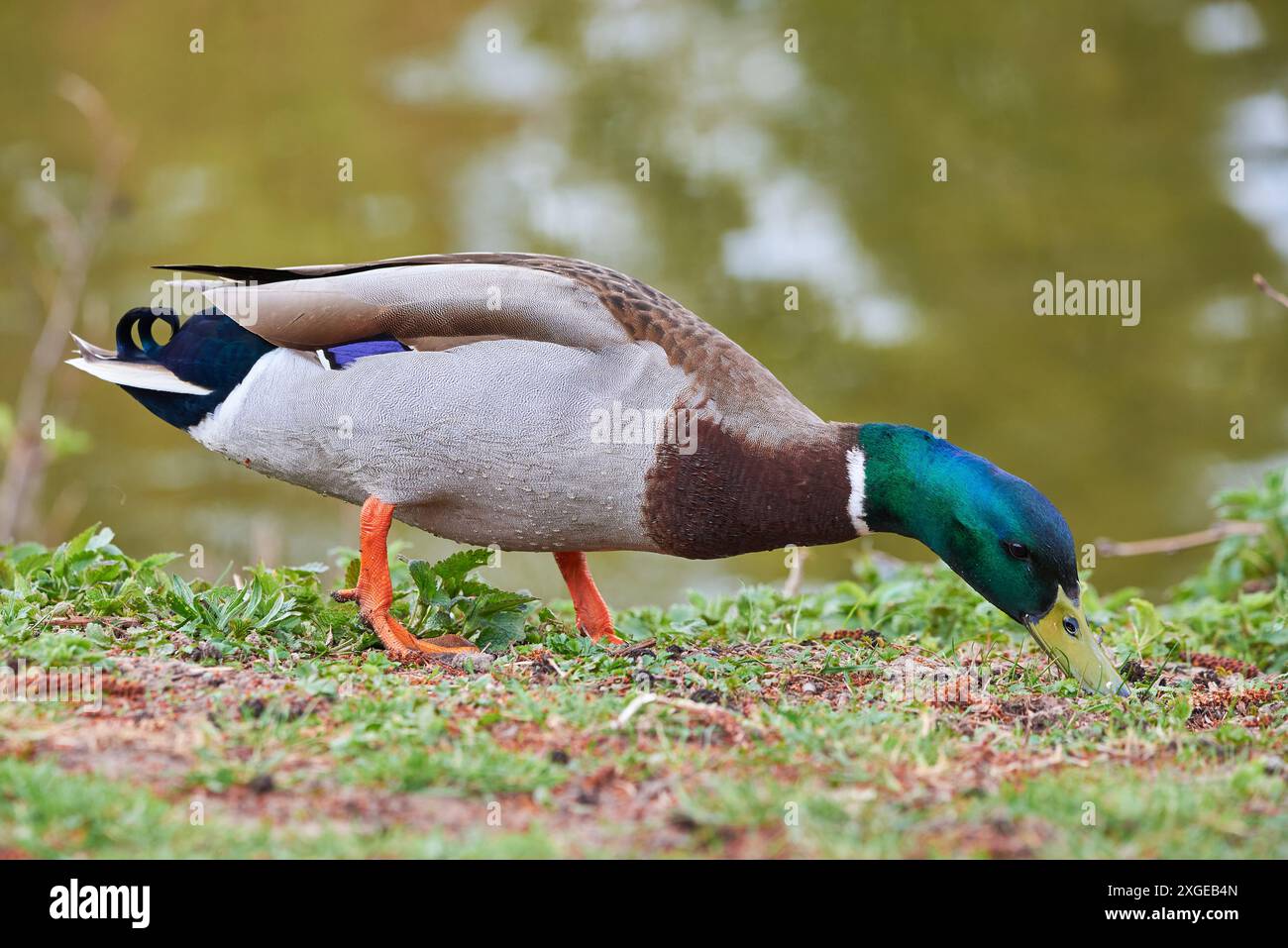 Mallard male duck eating hi-res stock photography and images - Alamy
