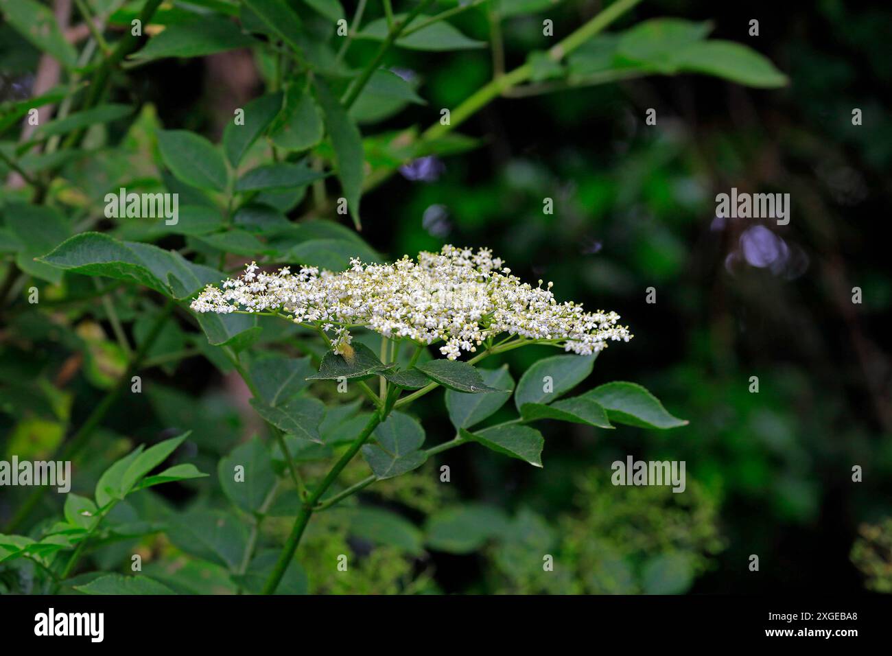 White umbelliferous flower, South Wales. Taken July 2024 Stock Photo ...