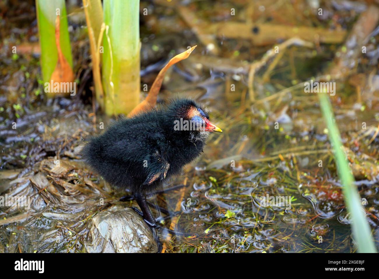 Young moorhen chicks, Cosmeston Lakes and Country Park, Penarth ...