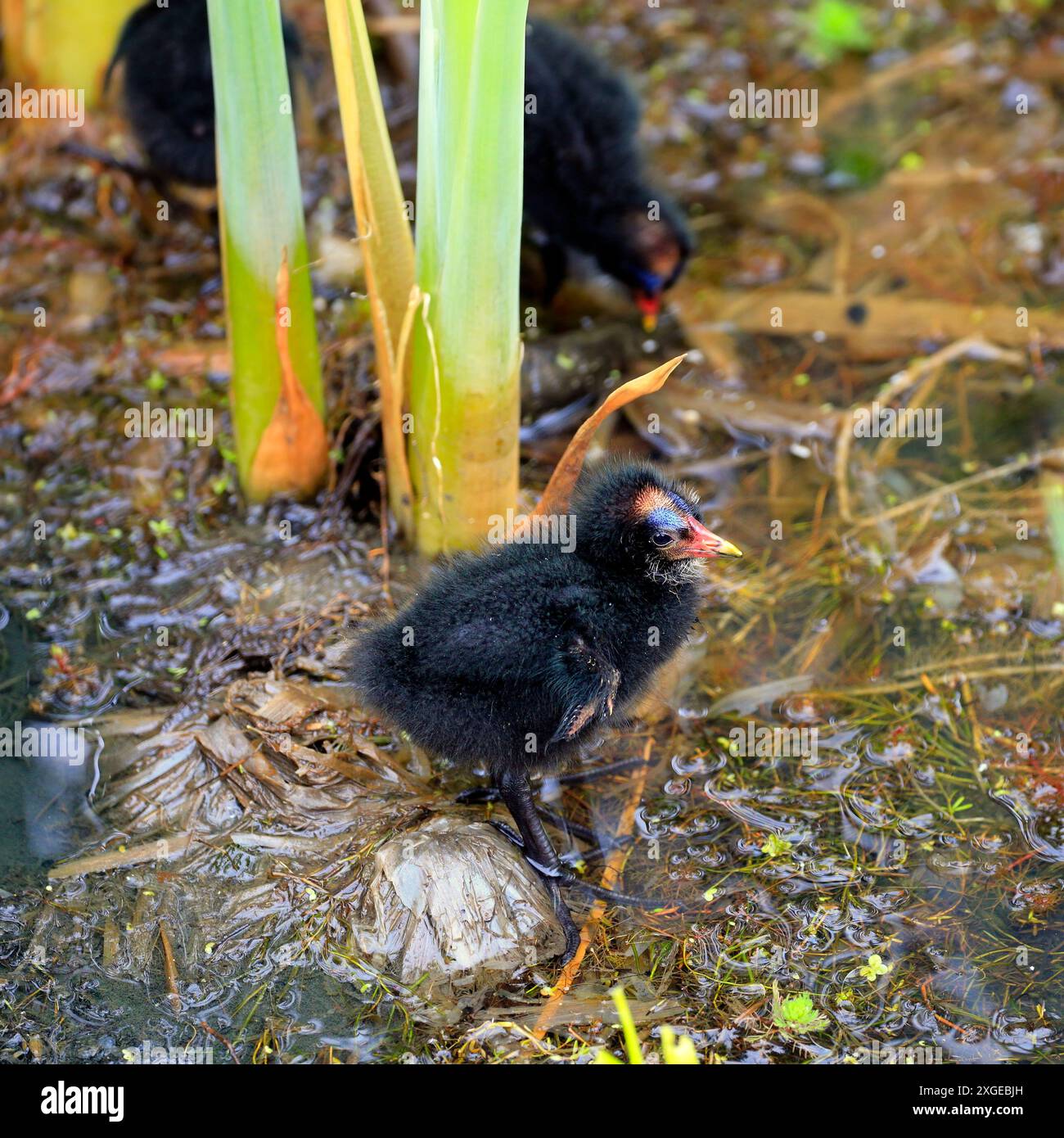 Young moorhen chicks, Cosmeston Lakes and Country Park, Penarth ...