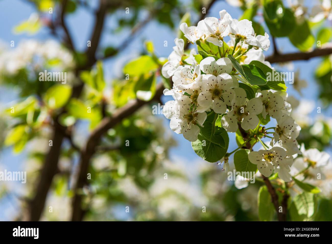Detalle de las flores de un majuelo, Crataegus monogyna, en primavera ...