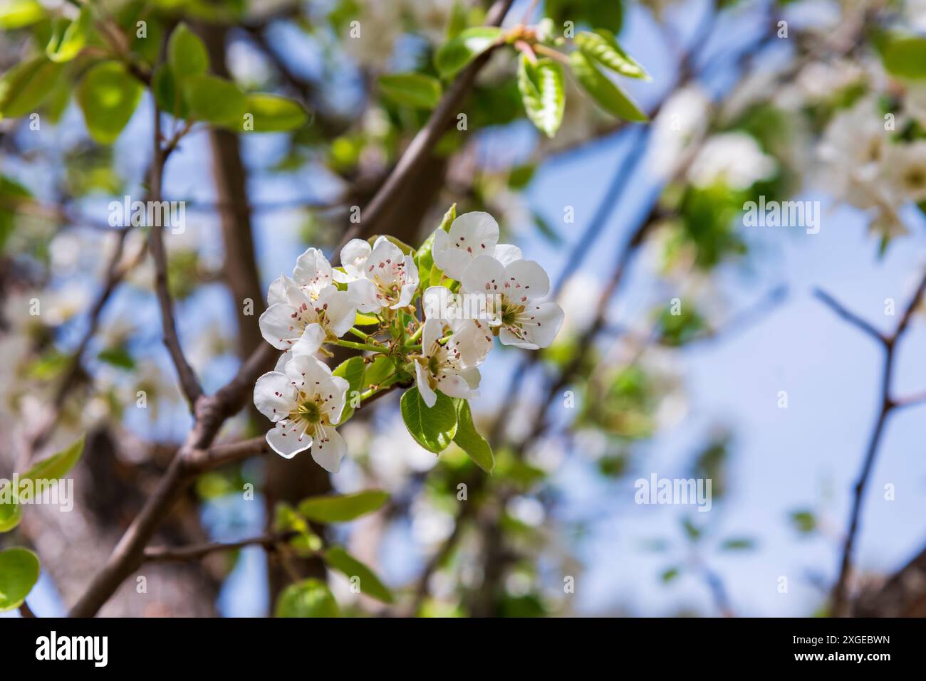 Detalle de las flores de un majuelo, Crataegus monogyna, en primavera ...