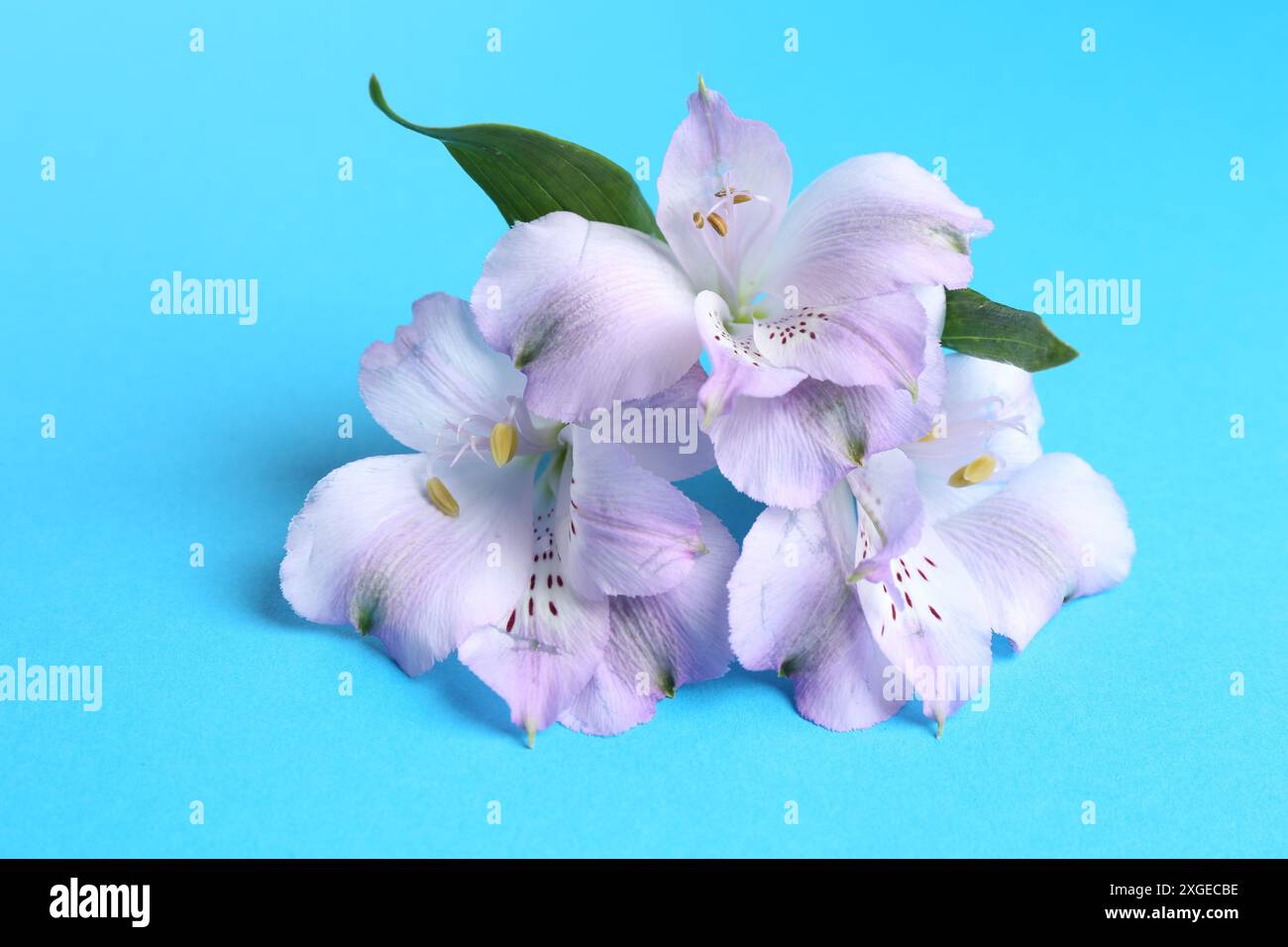 Beautiful alstroemeria flowers on light blue background Stock Photo - Alamy