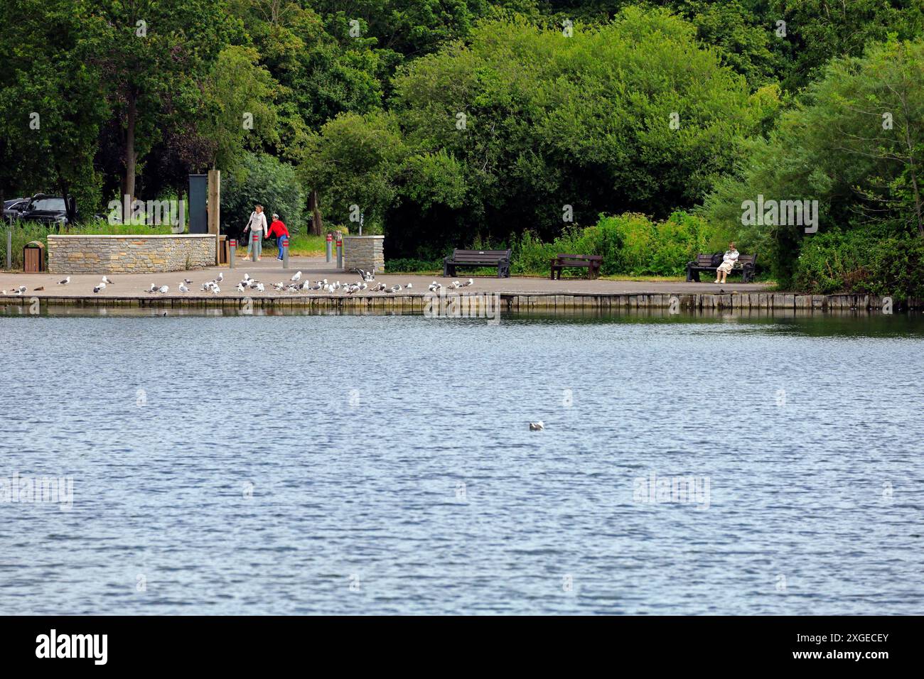 Country park birds hi-res stock photography and images - Alamy