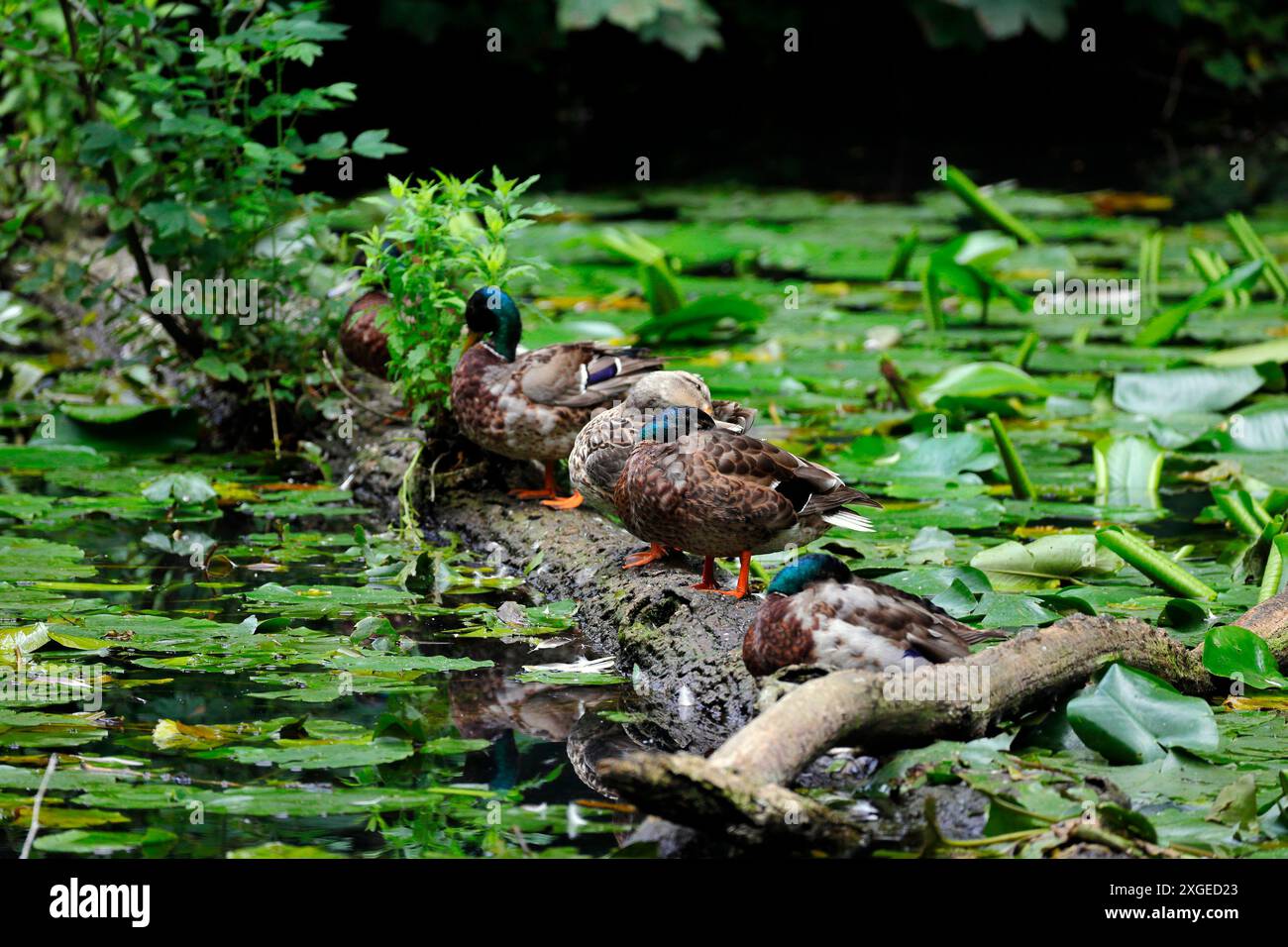 Mallard ducks standing on a log in a canal, South Wales. Taken July ...