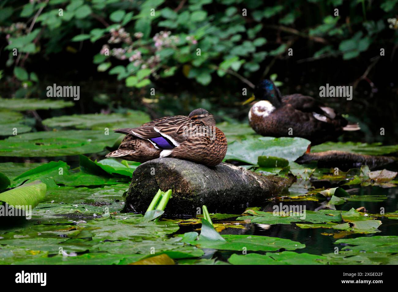 Mallard ducks sleeping on a log in a canal, South Wales. Taken July ...
