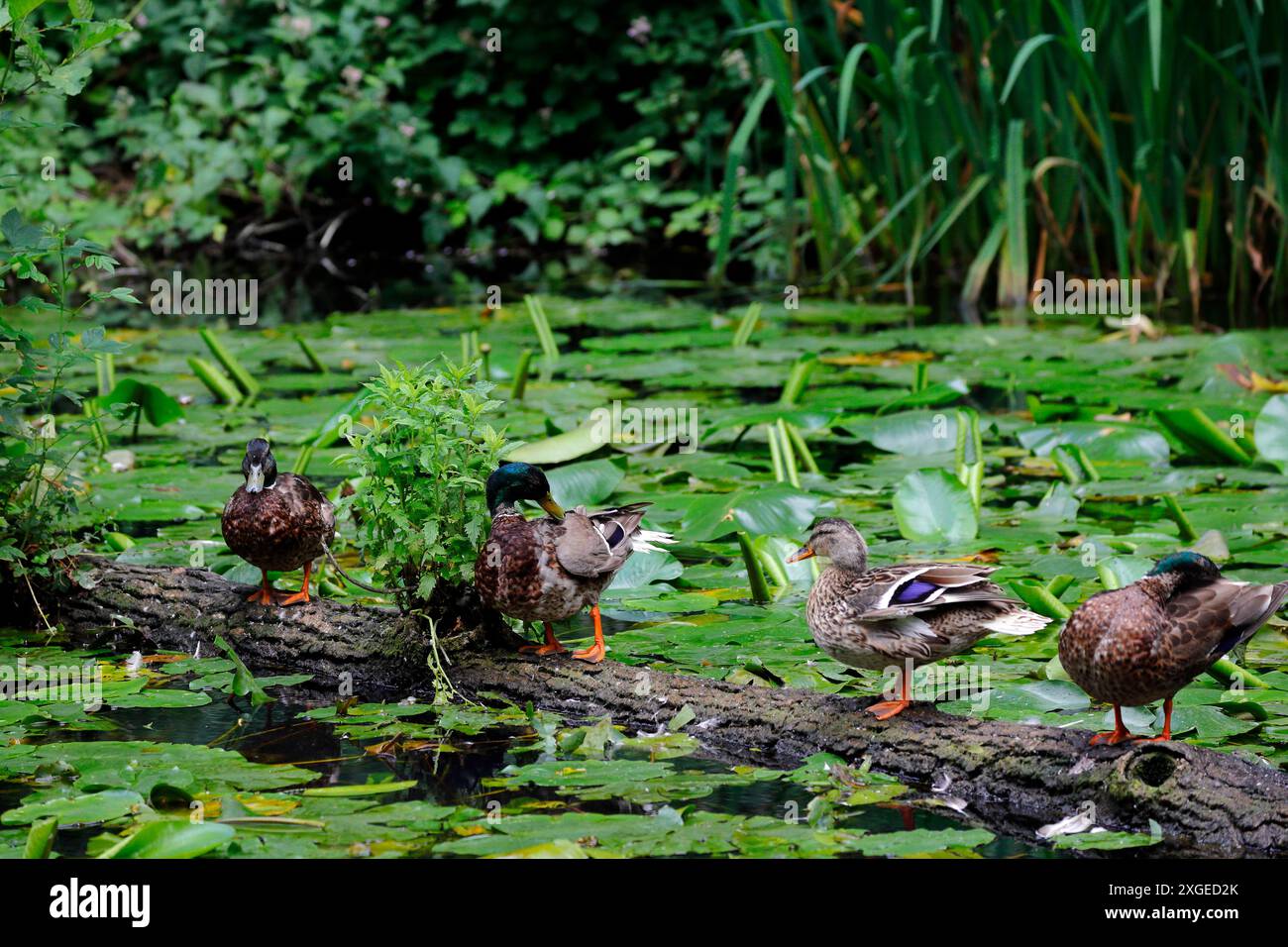 Mallard ducks standing on a log in a canal, South Wales. Taken July ...