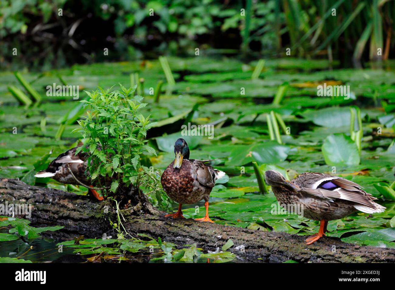 Mallard ducks standing on a log in a canal, South Wales. Taken July ...