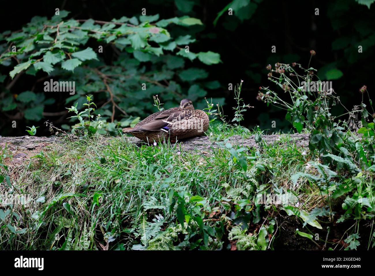 Mallard duck sleeping on a log in a canal, South Wales. Taken July 2024 ...