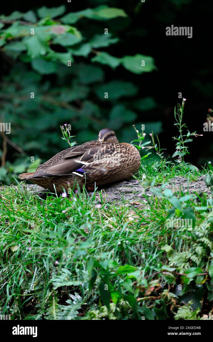 Mallard duck sleeping on a log in a canal, South Wales. Taken July 2024 ...