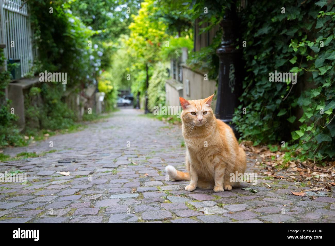 Orange tabby cat sitting on cobblestone slope surrounded by green ...