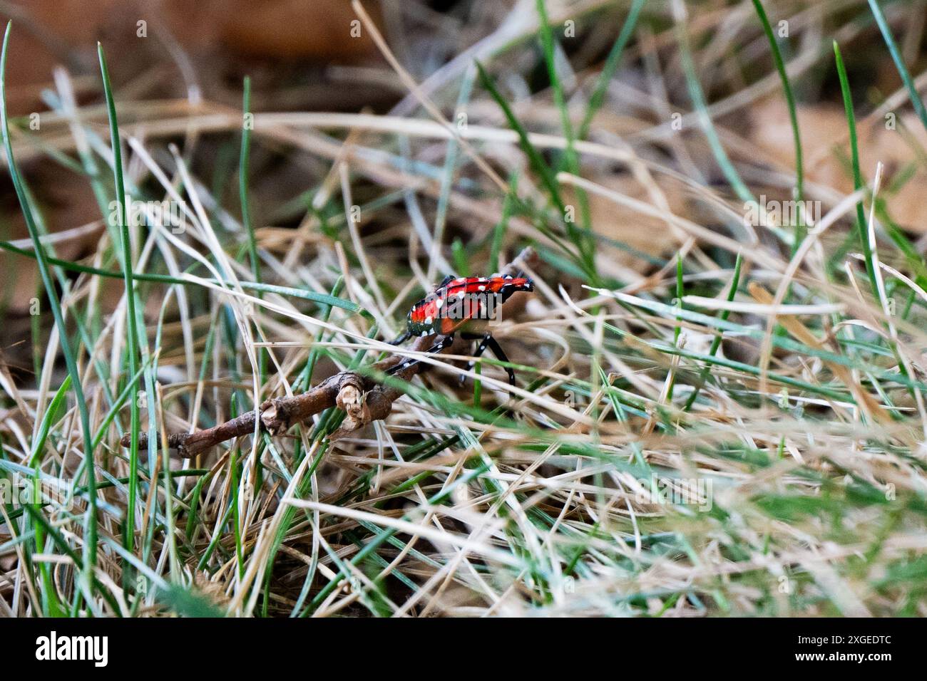 Bright Red, Black And White Spotted Lantern Fly Walking In The Grass ...