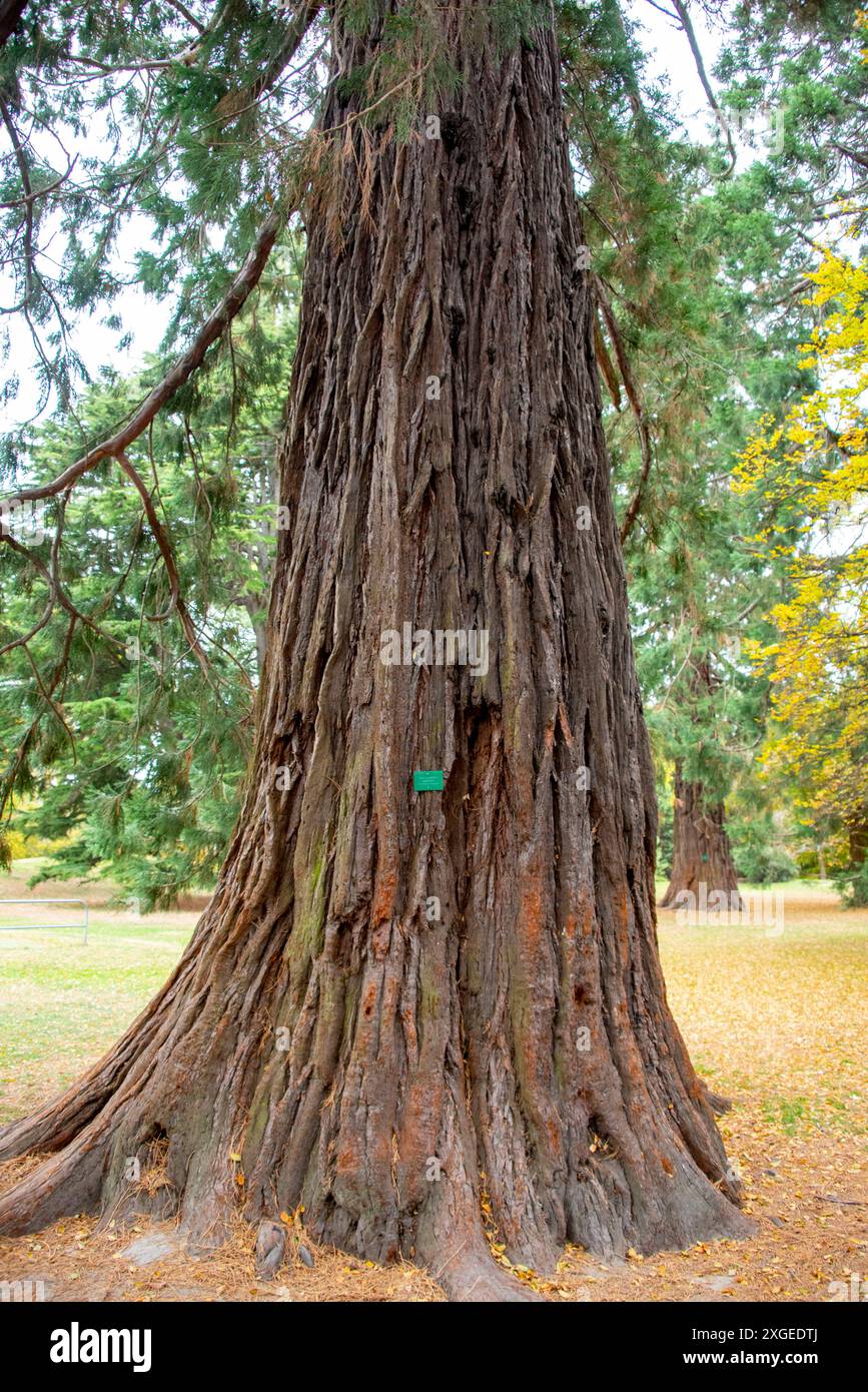 Giant sequoia tree hi-res stock photography and images - Alamy