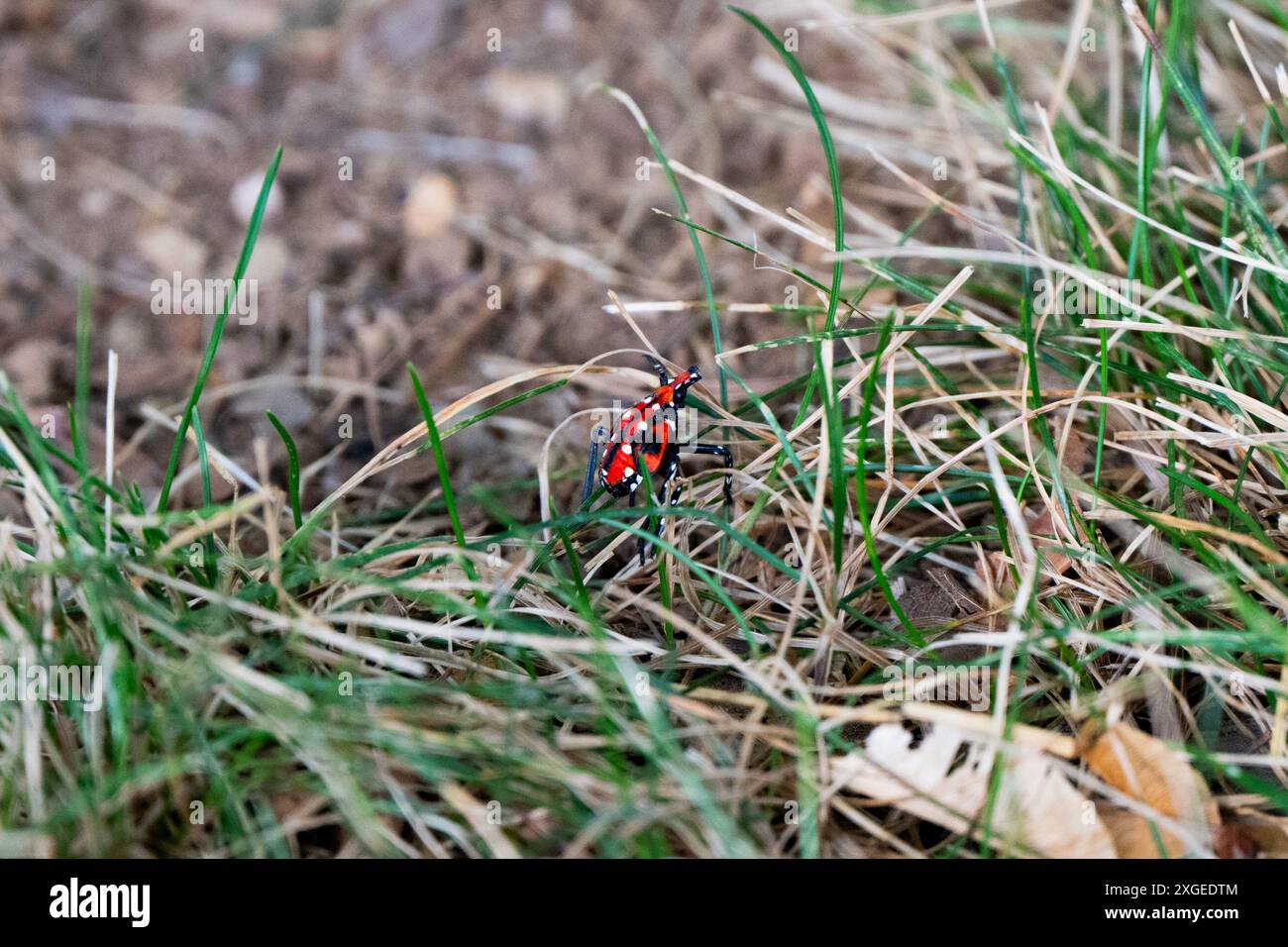 Bright Red, Black And White Spotted Lantern Fly Walking In The Grass ...