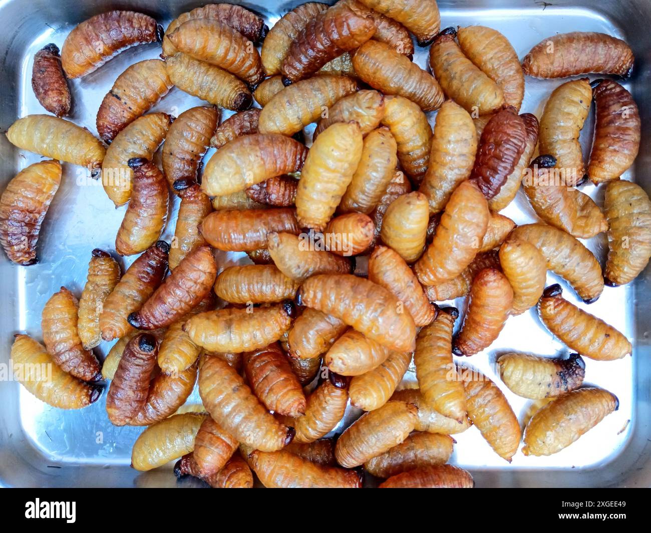 An assortment of cooked insect larva in a Thai street food market. This ...