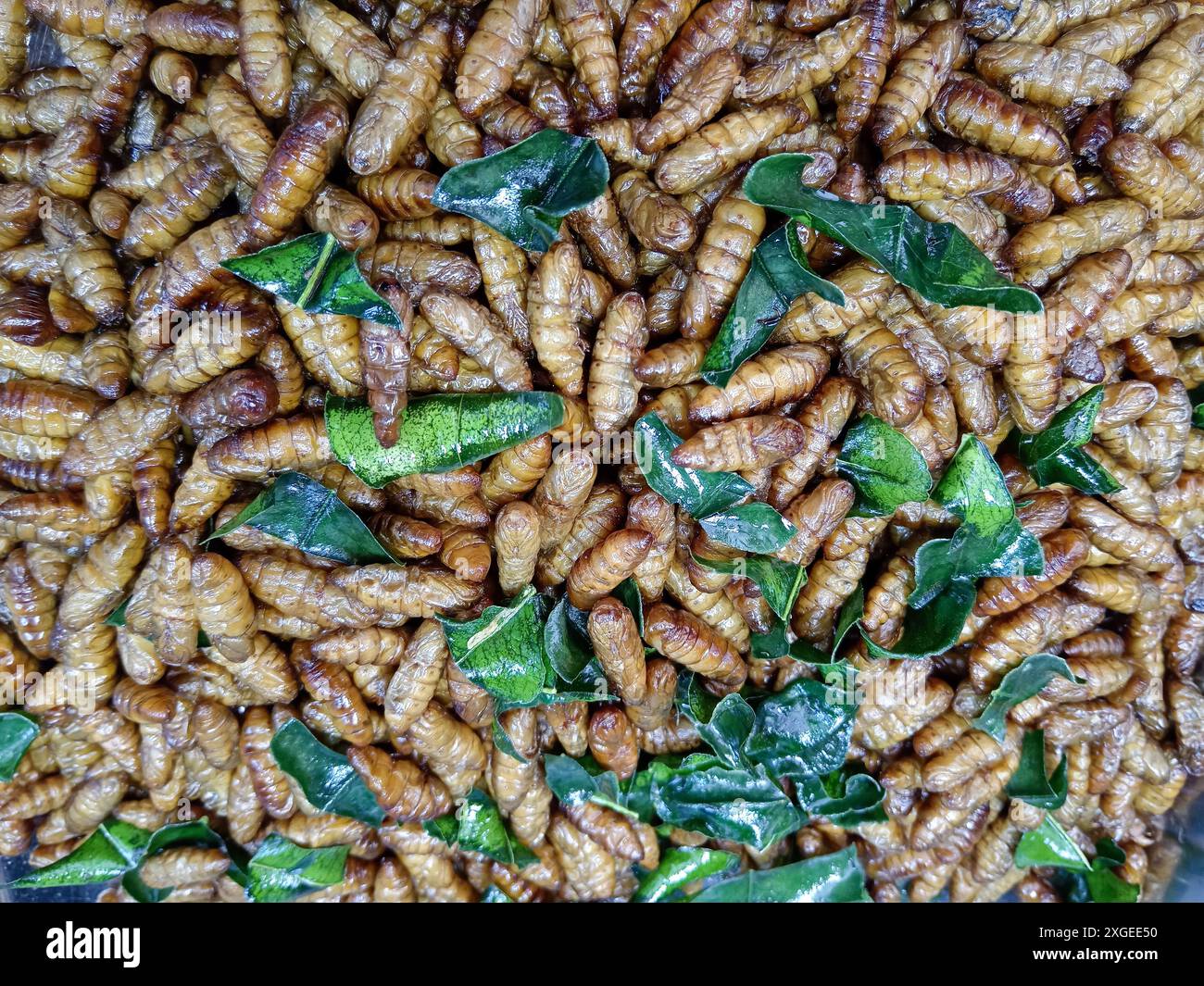 An assortment of cooked insect larva in a Thai street food market. This ...