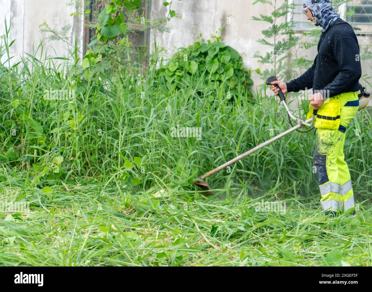 Worker mowing tall grass with petrol lawn mower backyard. Gardening ...