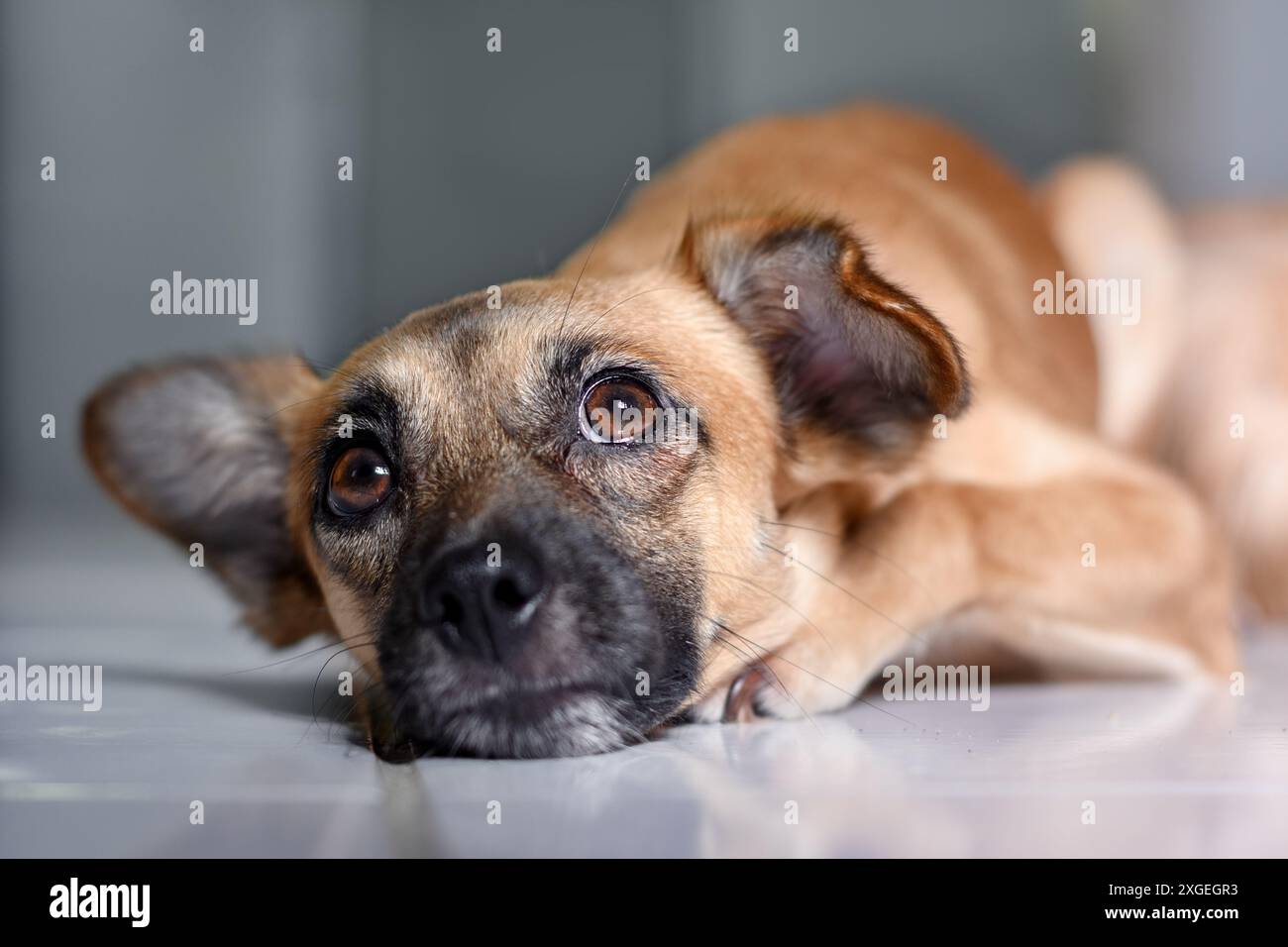 Sad dog lying down looking Stock Photo - Alamy