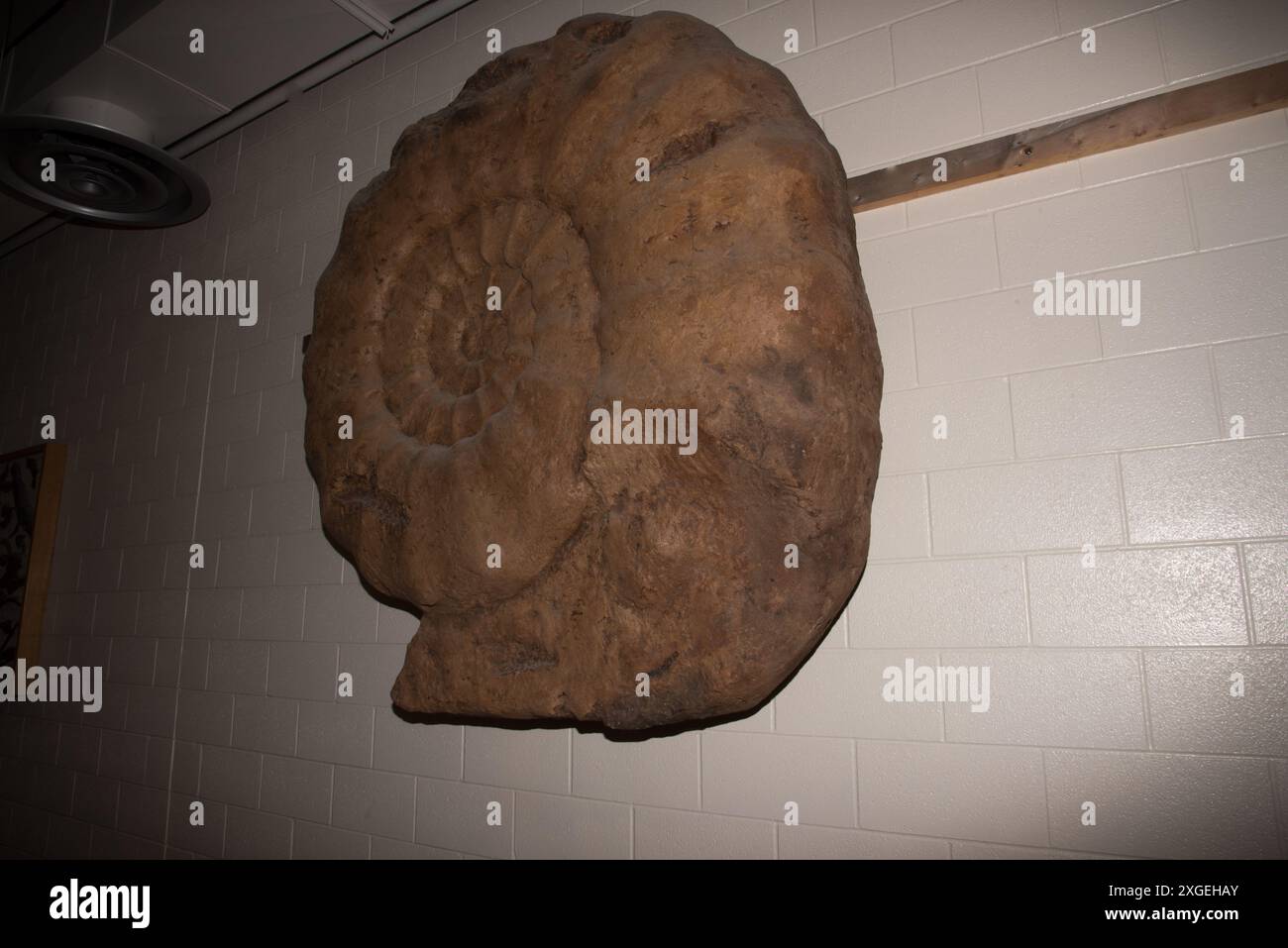 Ammoniten museum hi-res stock photography and images - Alamy