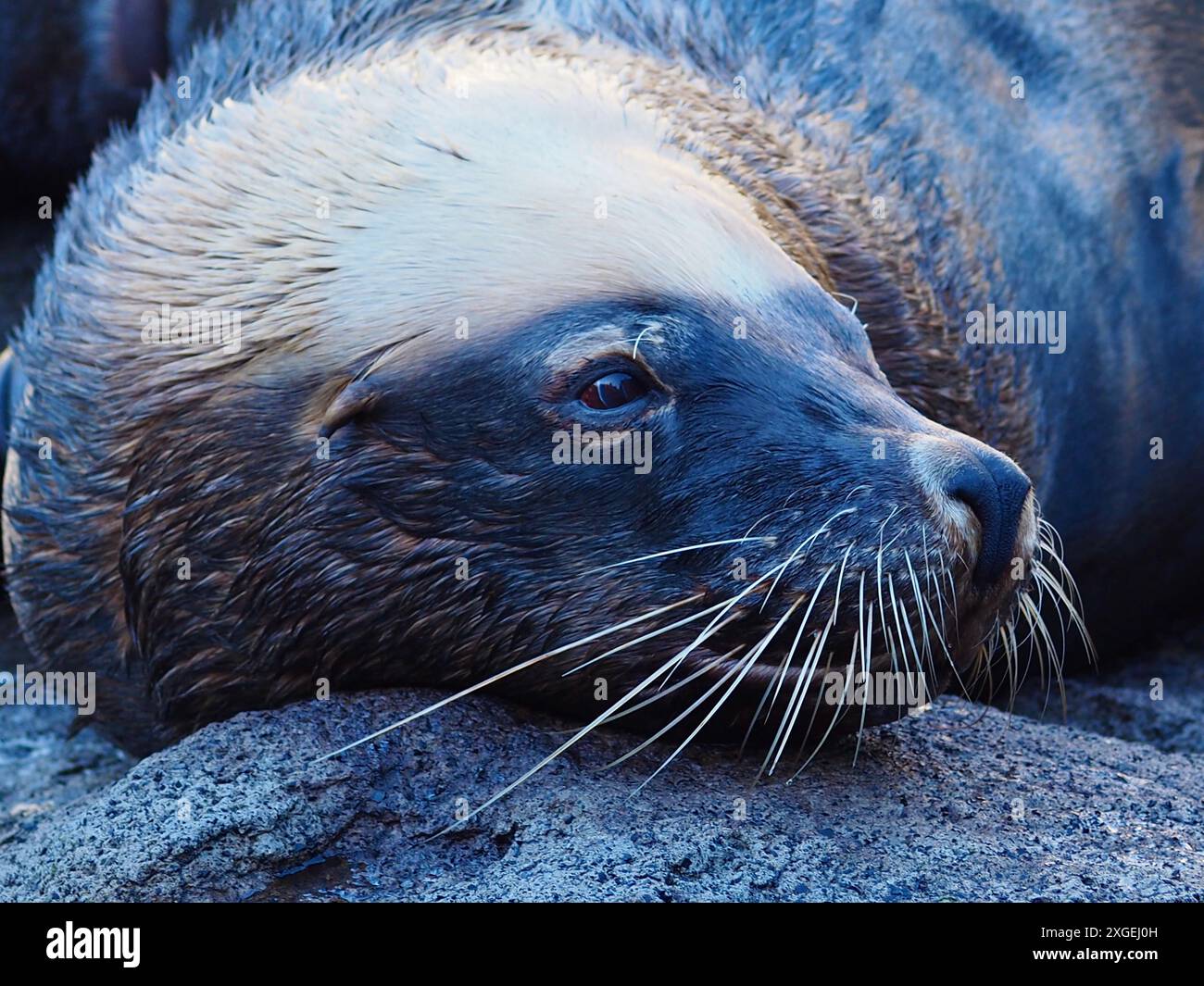 66 known breeding colonies hi-res stock photography and images - Alamy