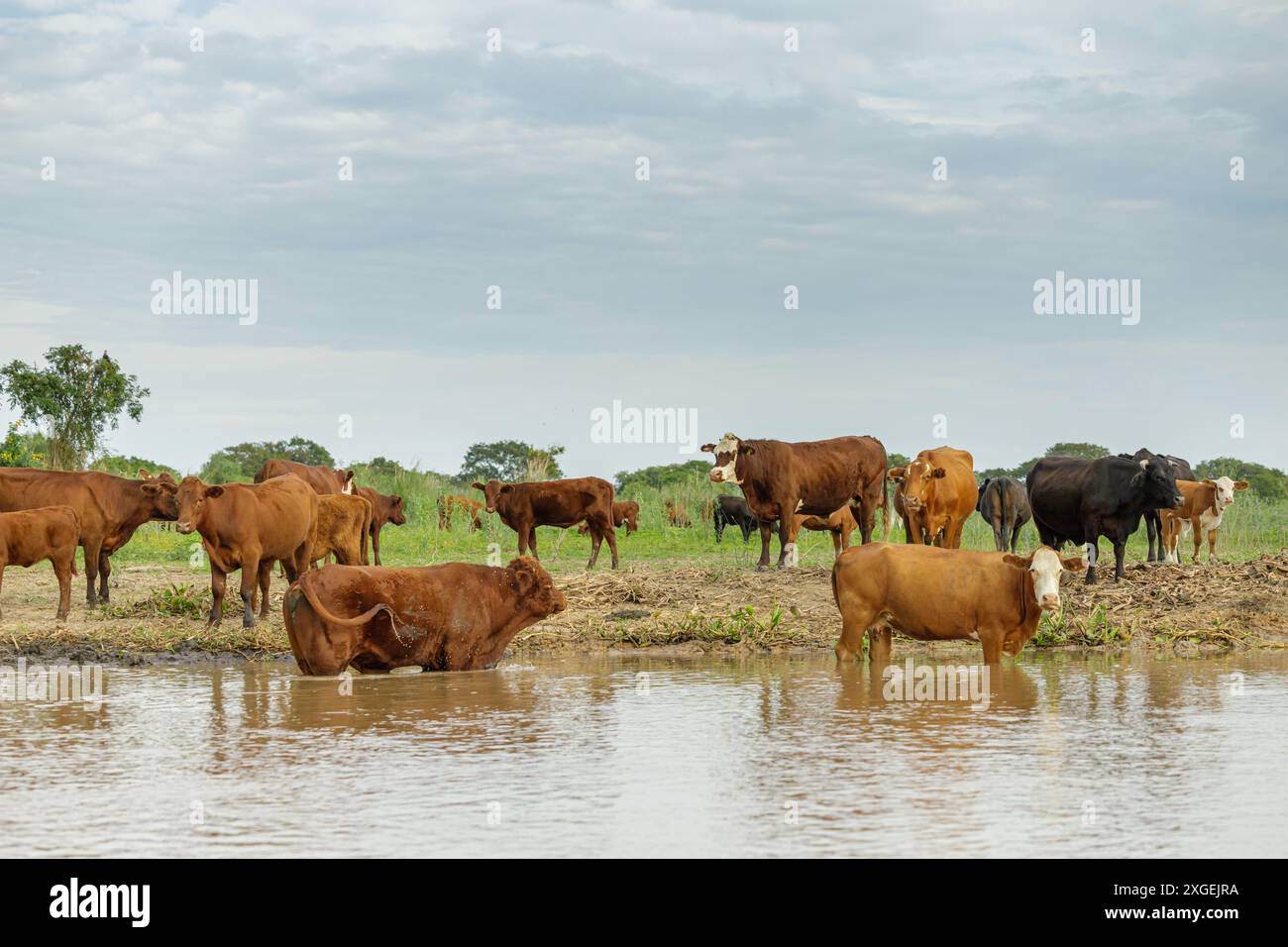 Creole cows hi-res stock photography and images - Alamy