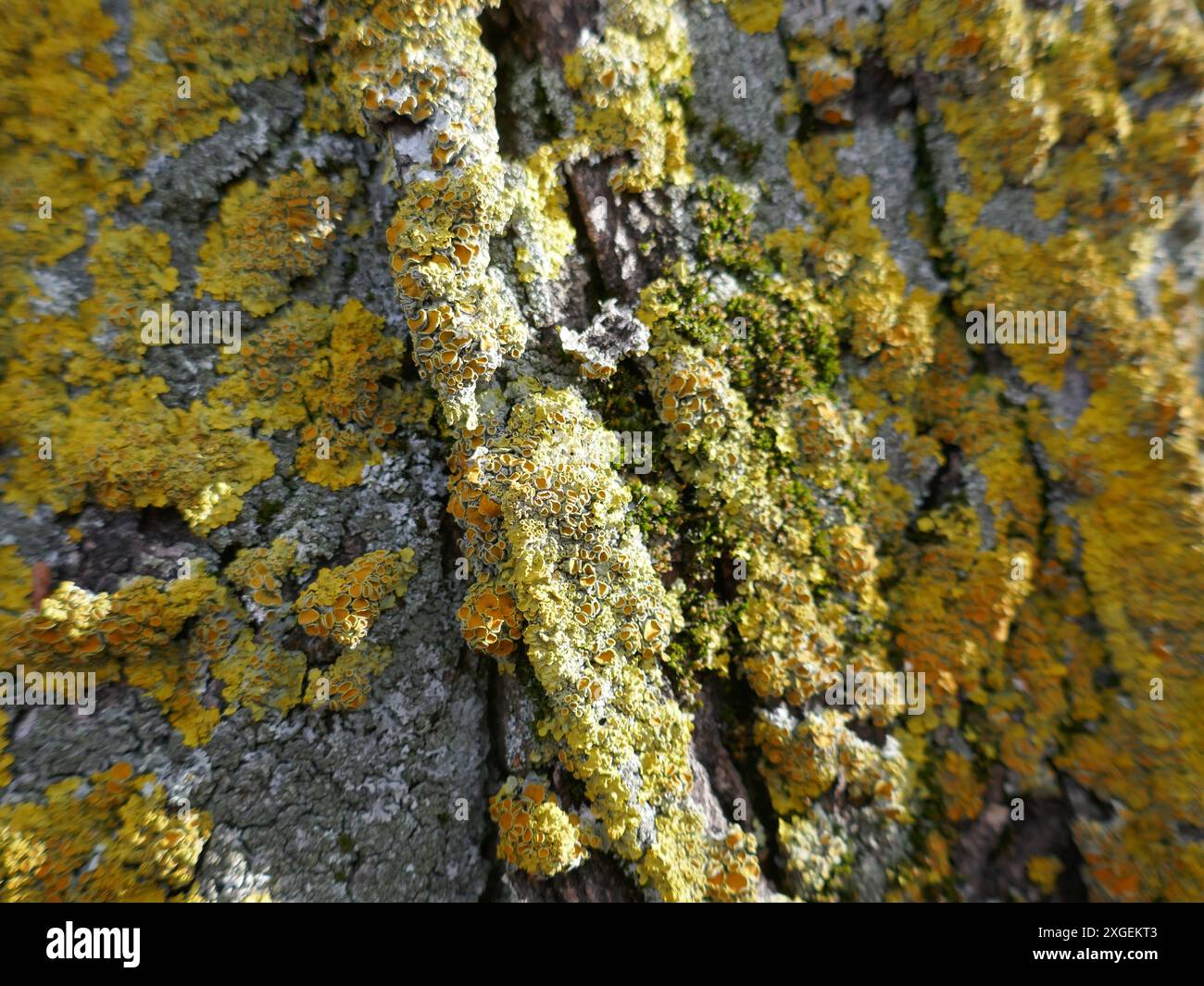 Lichen and tree textures hi-res stock photography and images - Alamy