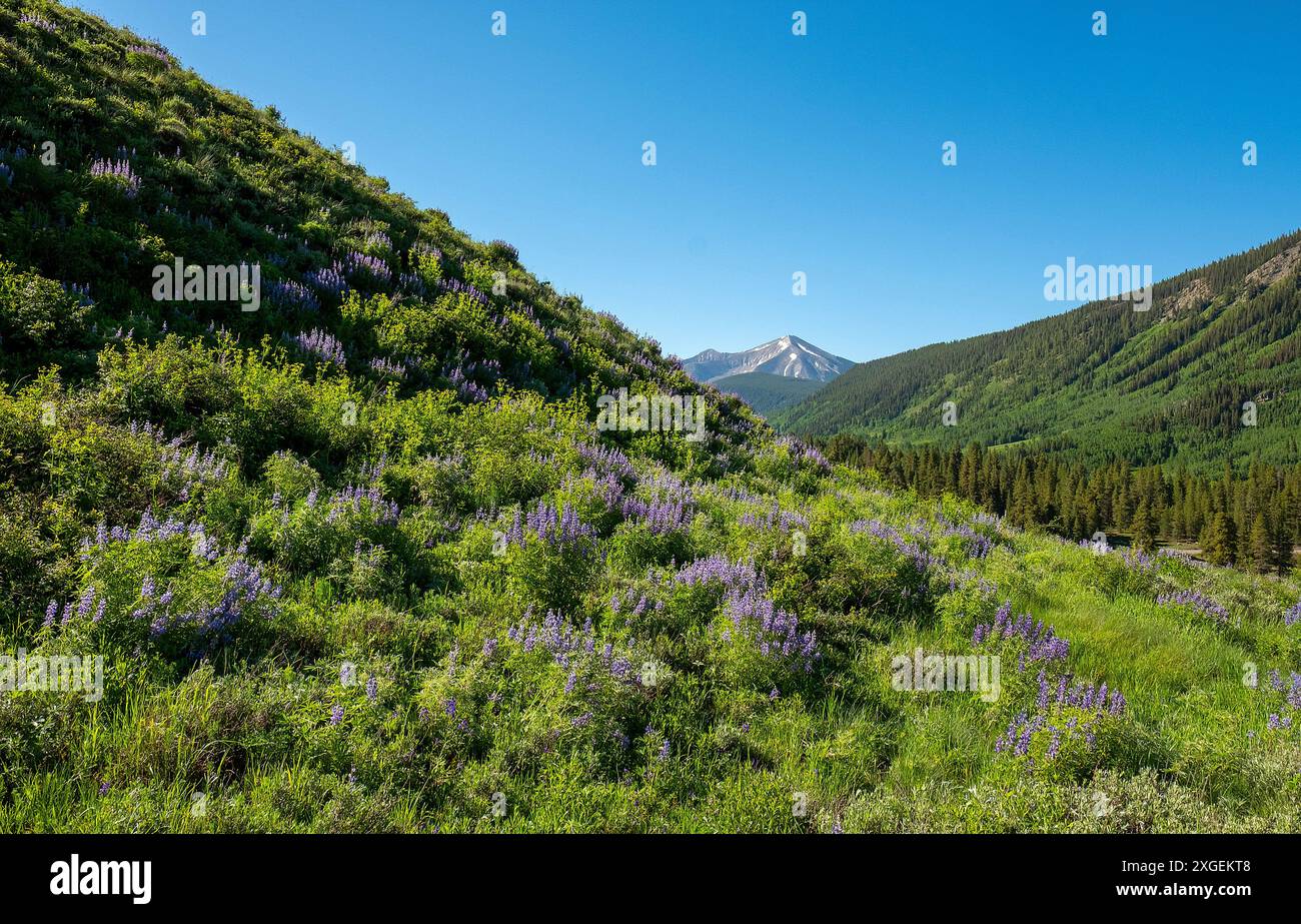 July 8, 2024: Fields of colorful Lupine wildflowers are among the first ...