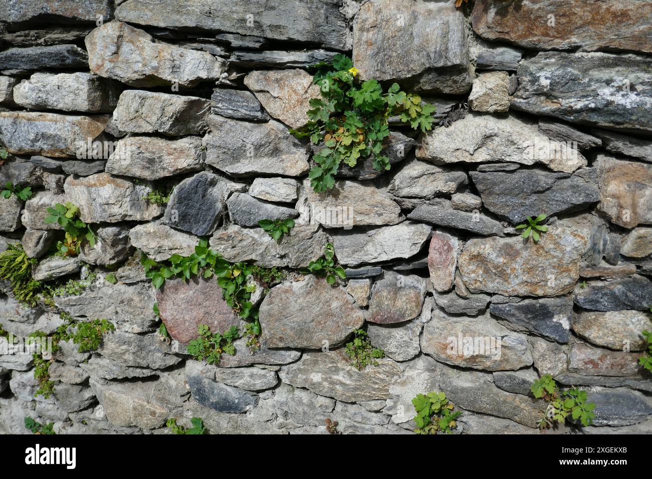 Old brick wall plants growing hi-res stock photography and images - Alamy