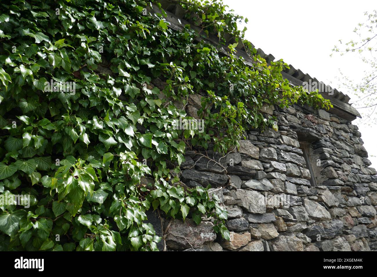 Plants growing on stonework hi-res stock photography and images - Alamy