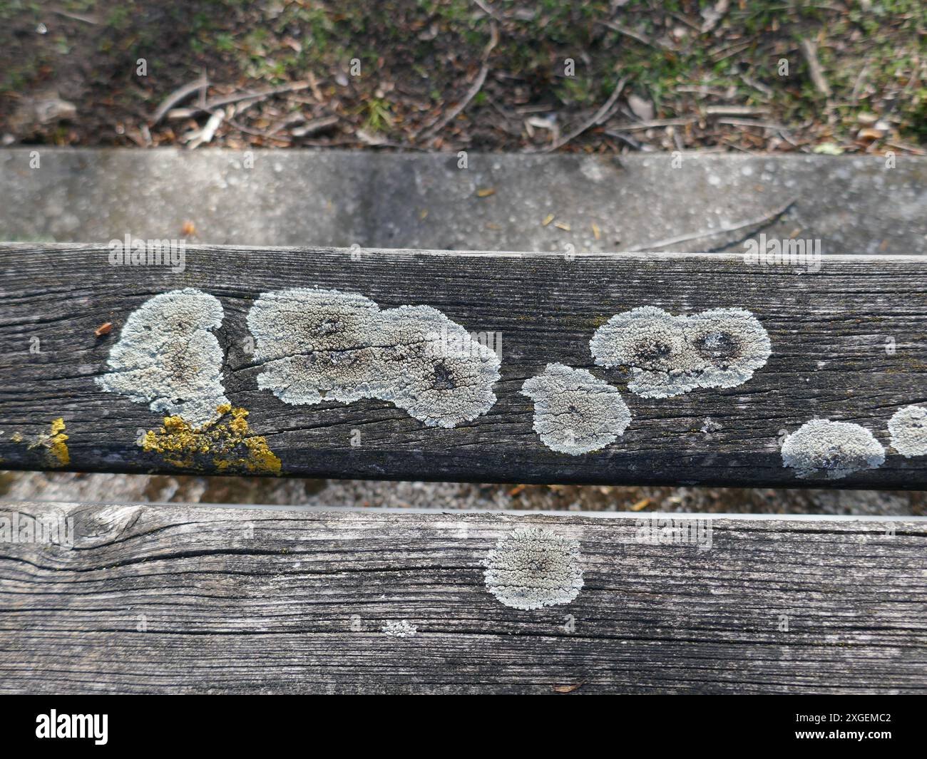 Lichens growing on wooden park bench boards Stock Photo - Alamy