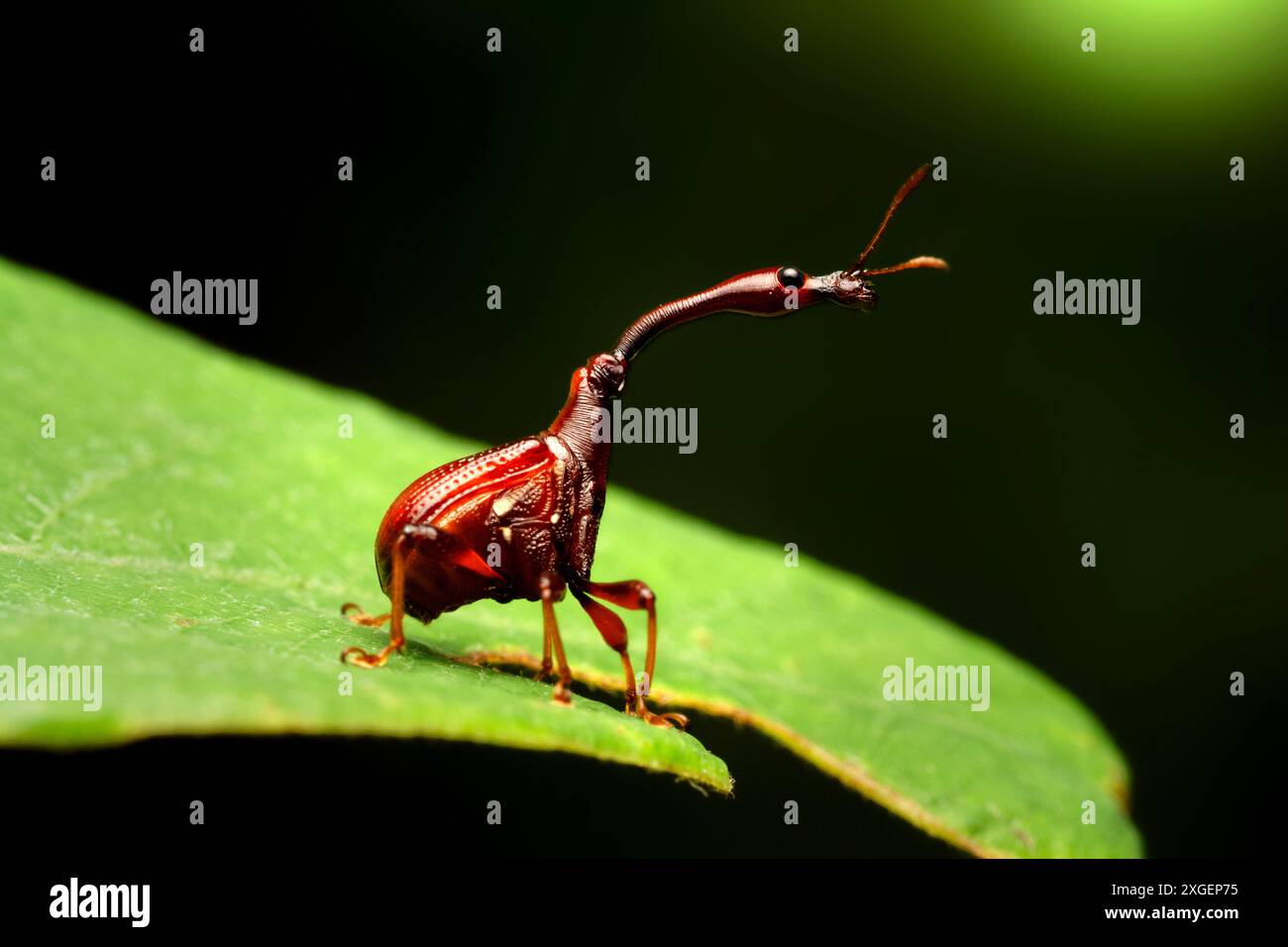 Giraffe Weevil Beetle insects in Thailand and Southeast-Asia Stock ...