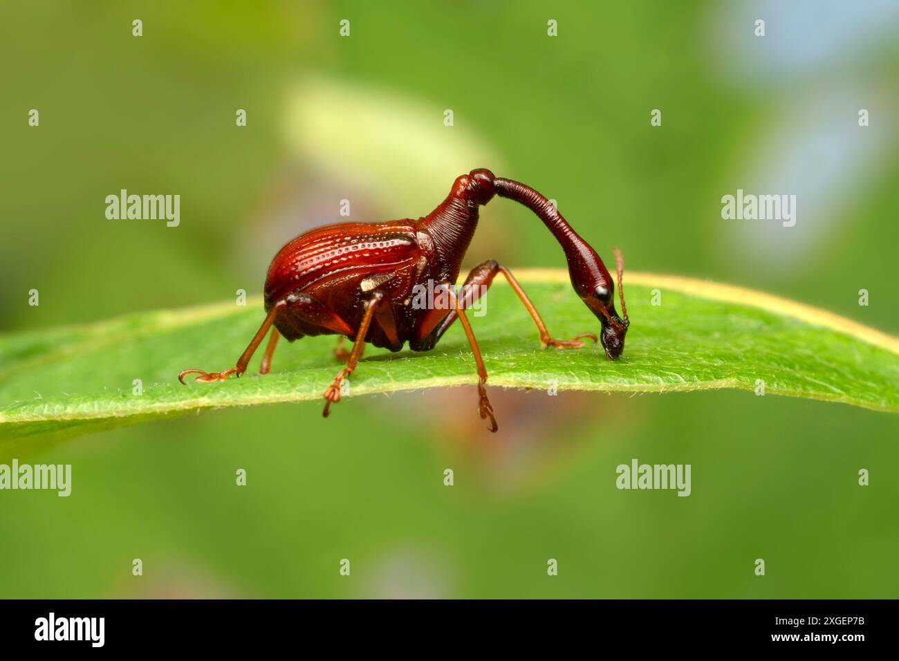 Giraffe Weevil Beetle insects in Thailand and Southeast-Asia Stock ...