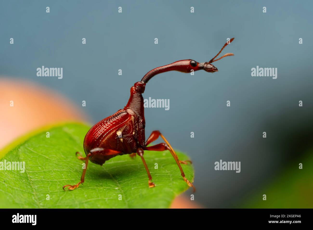 Giraffe Weevil Beetle insects in Thailand and Southeast-Asia Stock ...