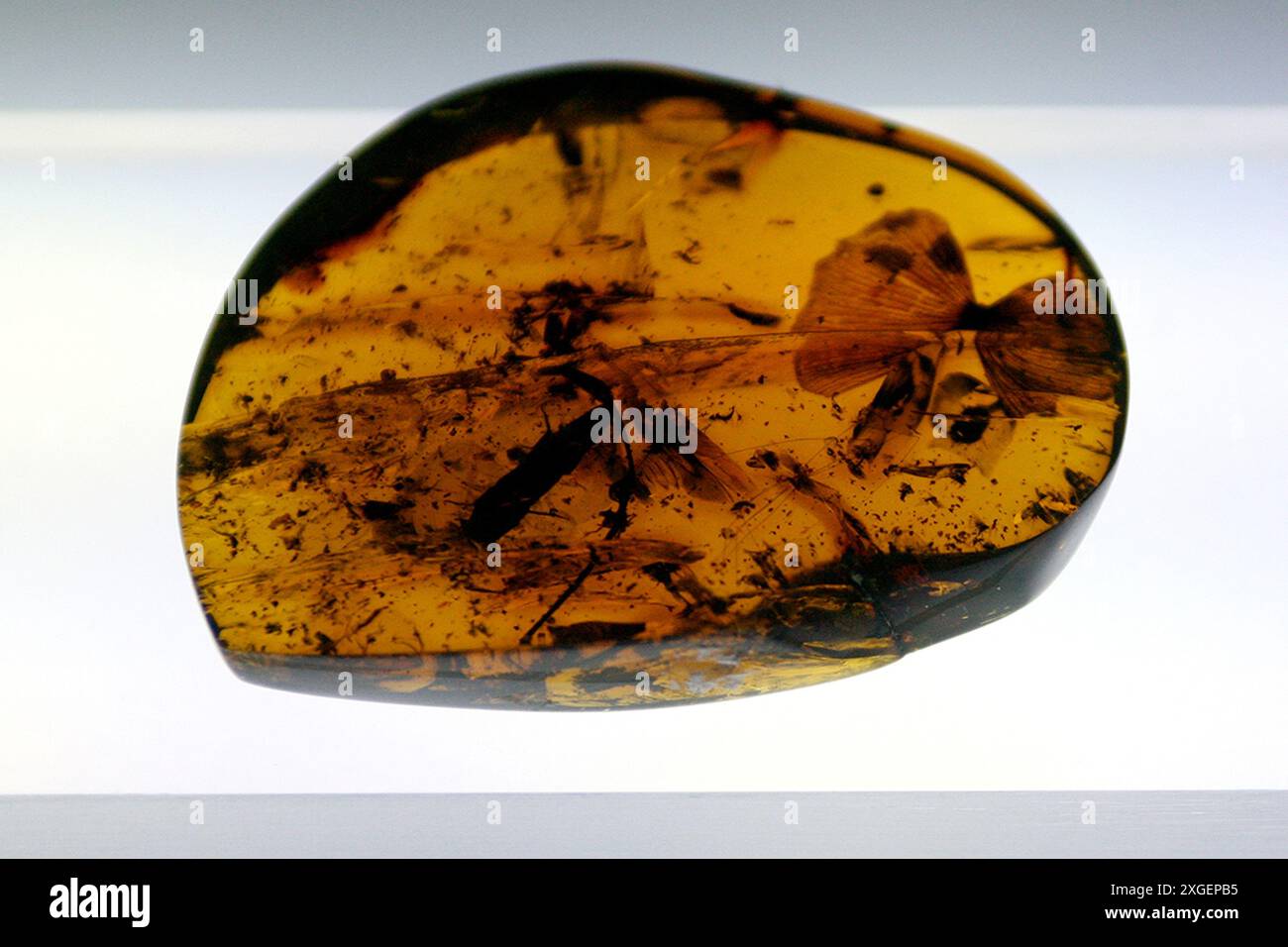 El ámbar es una resina vegetal fosilizada que proviene de la exudación ...