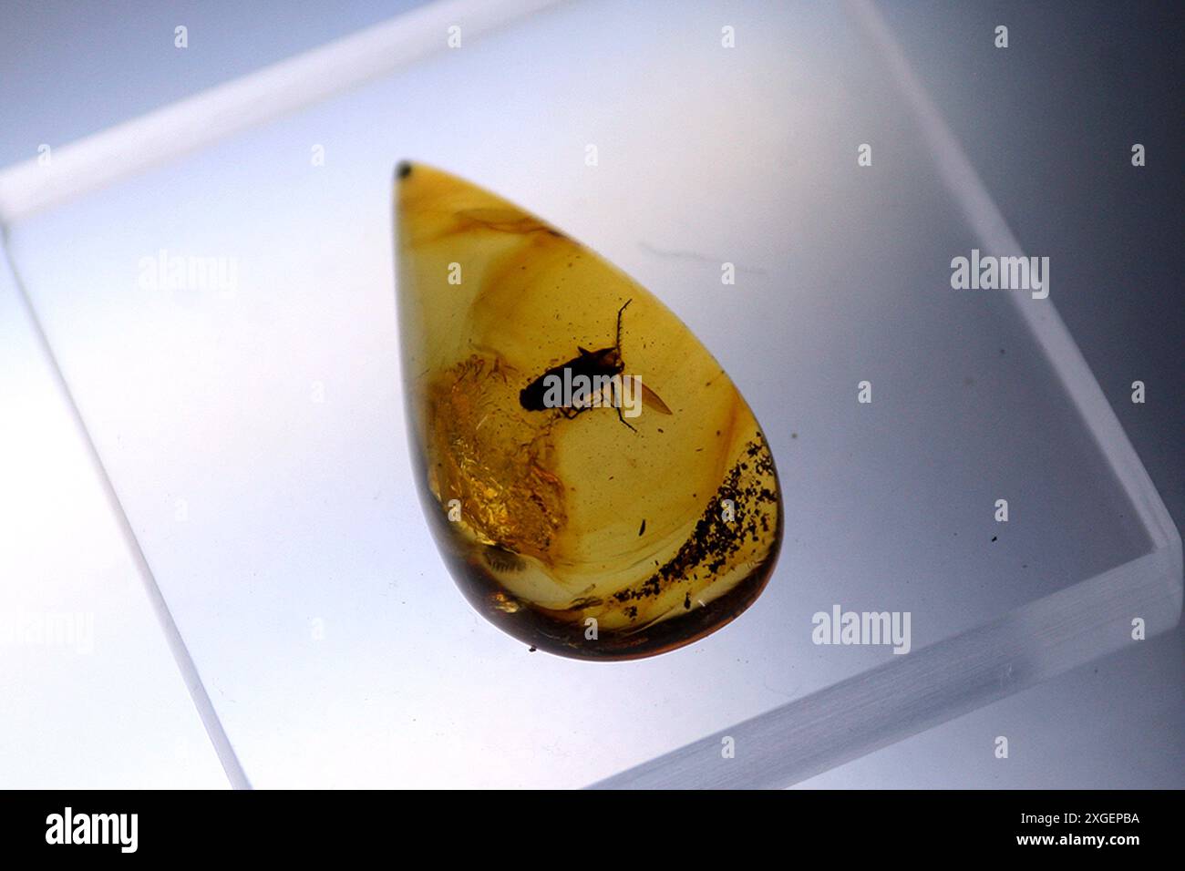 El ámbar es una resina vegetal fosilizada que proviene de la exudación ...