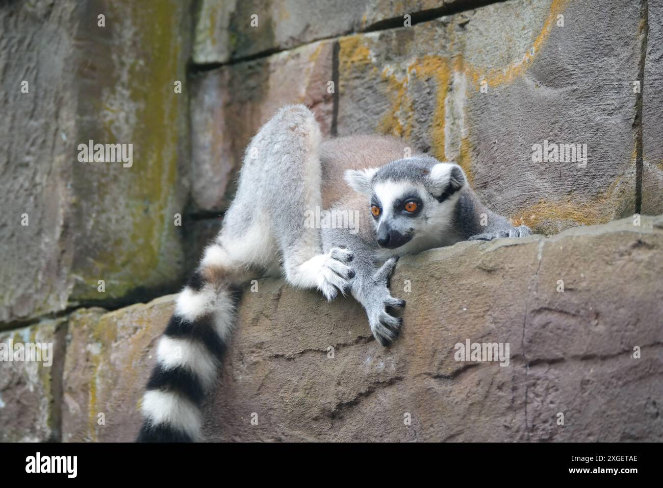 Ring-tailed lemur (Lemur catta) sitting on a wall Stock Photo - Alamy