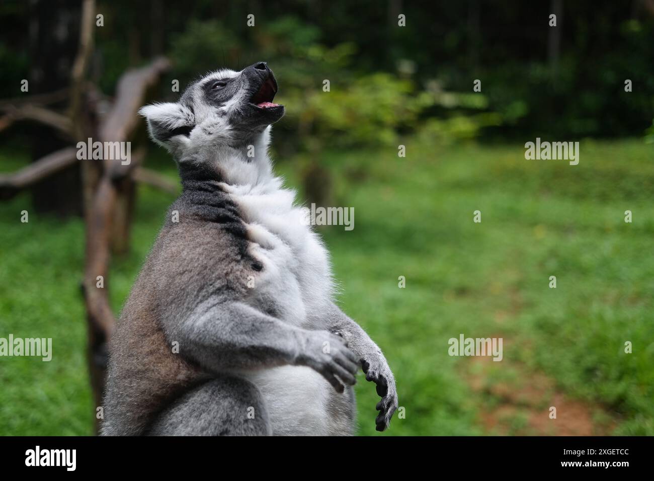 Photo of a howling ring-tailed lemur Stock Photo - Alamy