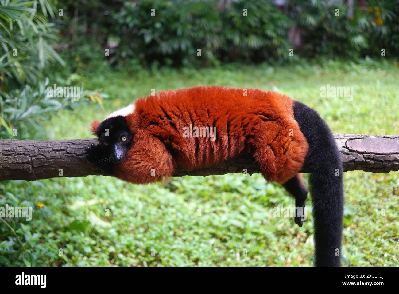 Red ruffed lemur (Lemur catta) on the tree Stock Photo - Alamy