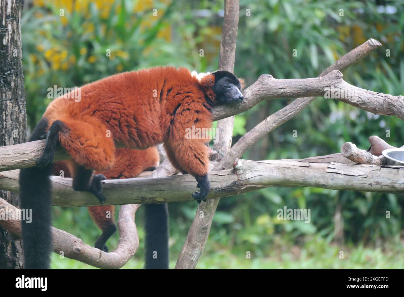 Red ruffed lemur (Lemur catta) on the tree Stock Photo - Alamy