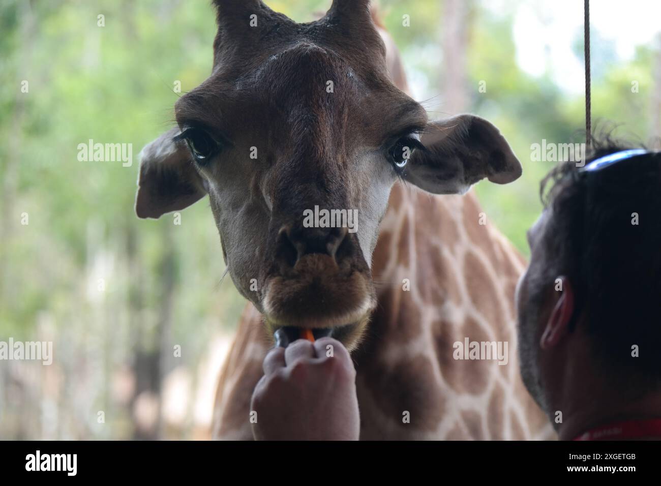 Man with giraffe hi-res stock photography and images - Alamy