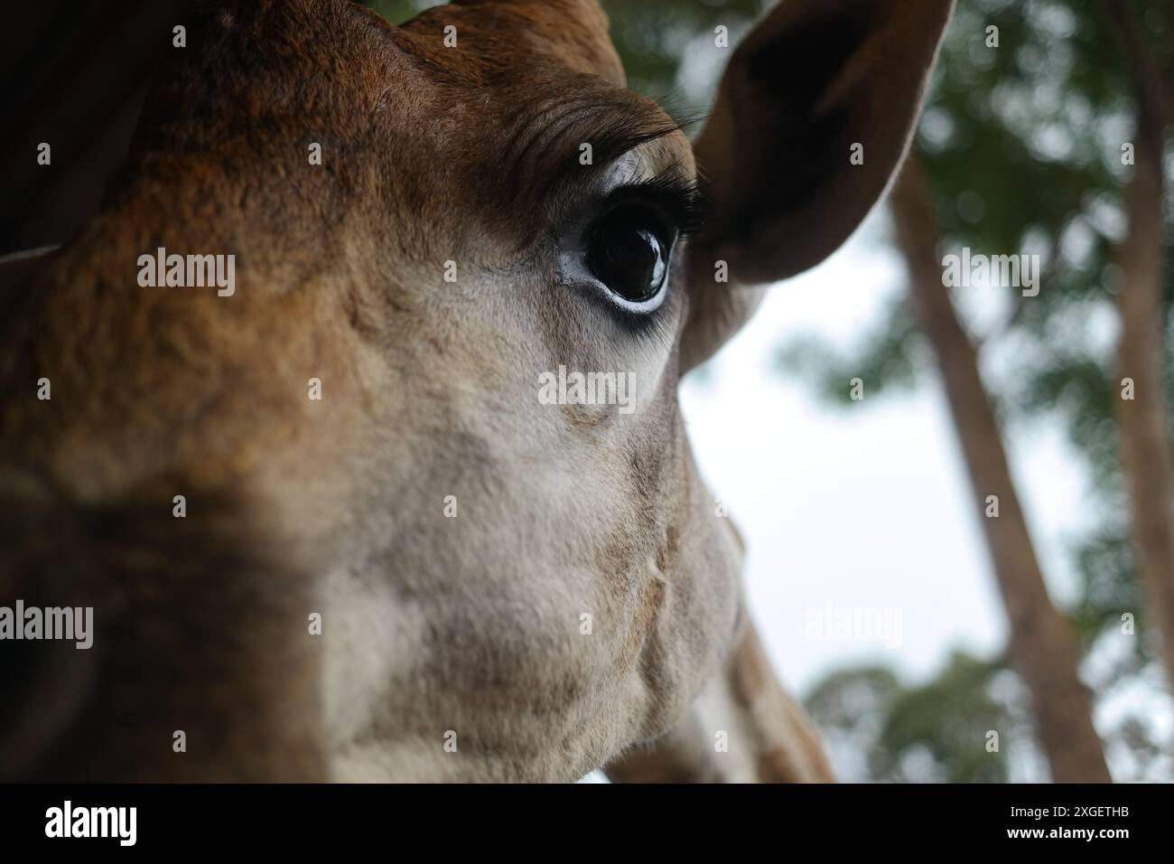 Close up of giraffe head with eye looking at the camera Stock Photo - Alamy