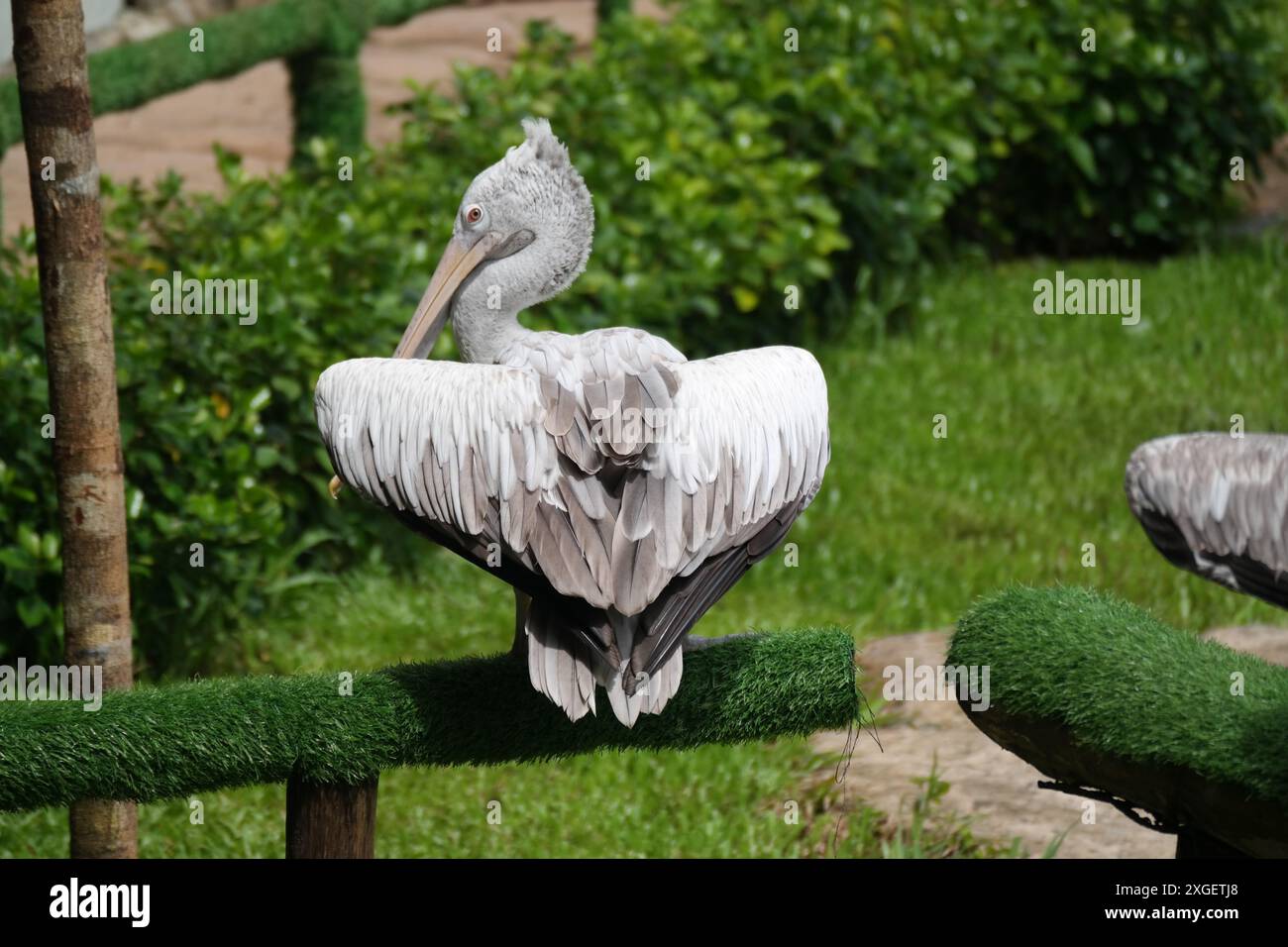 Zoo bird show hi-res stock photography and images - Alamy