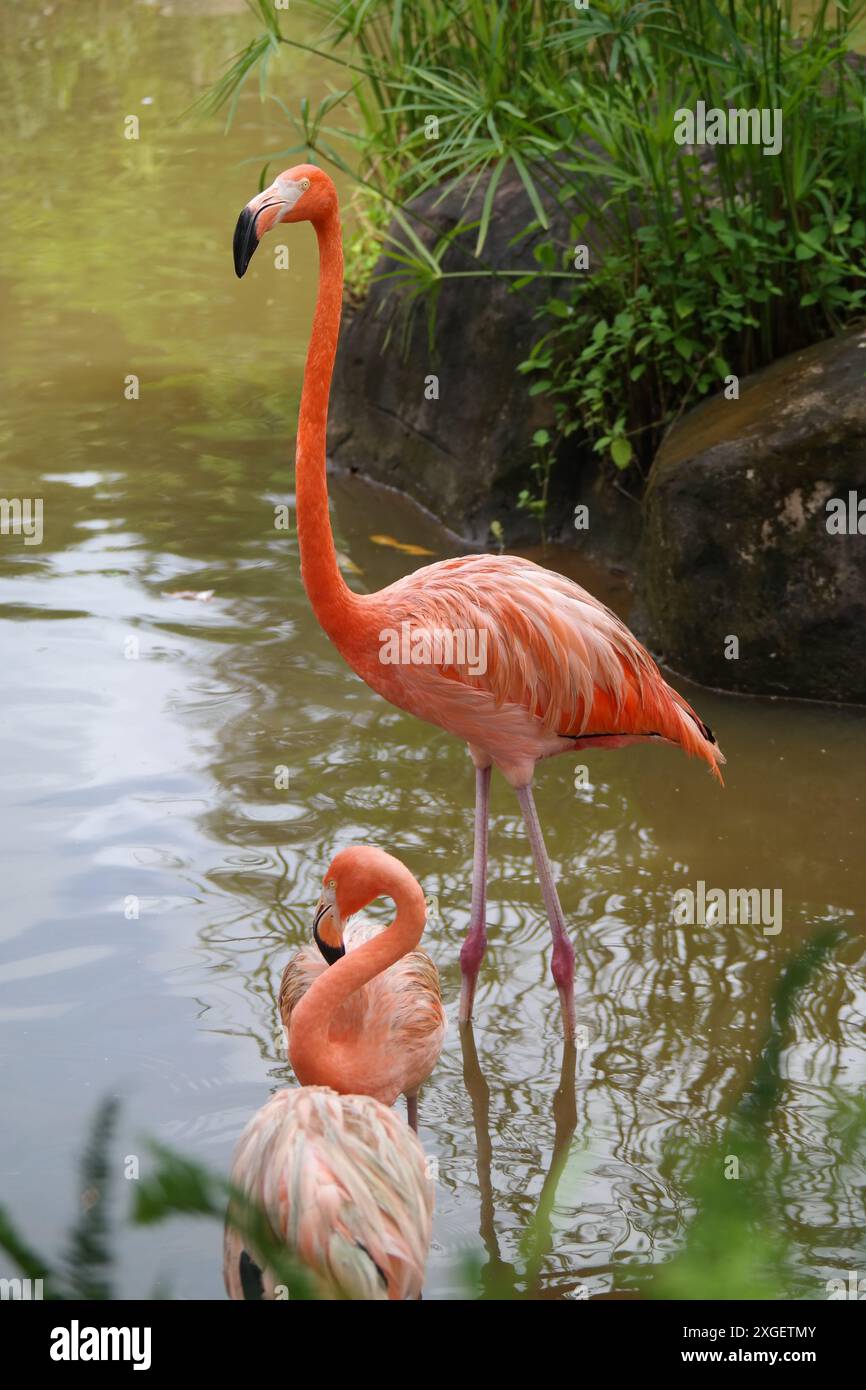 Long legs stands gracefully hi-res stock photography and images - Alamy