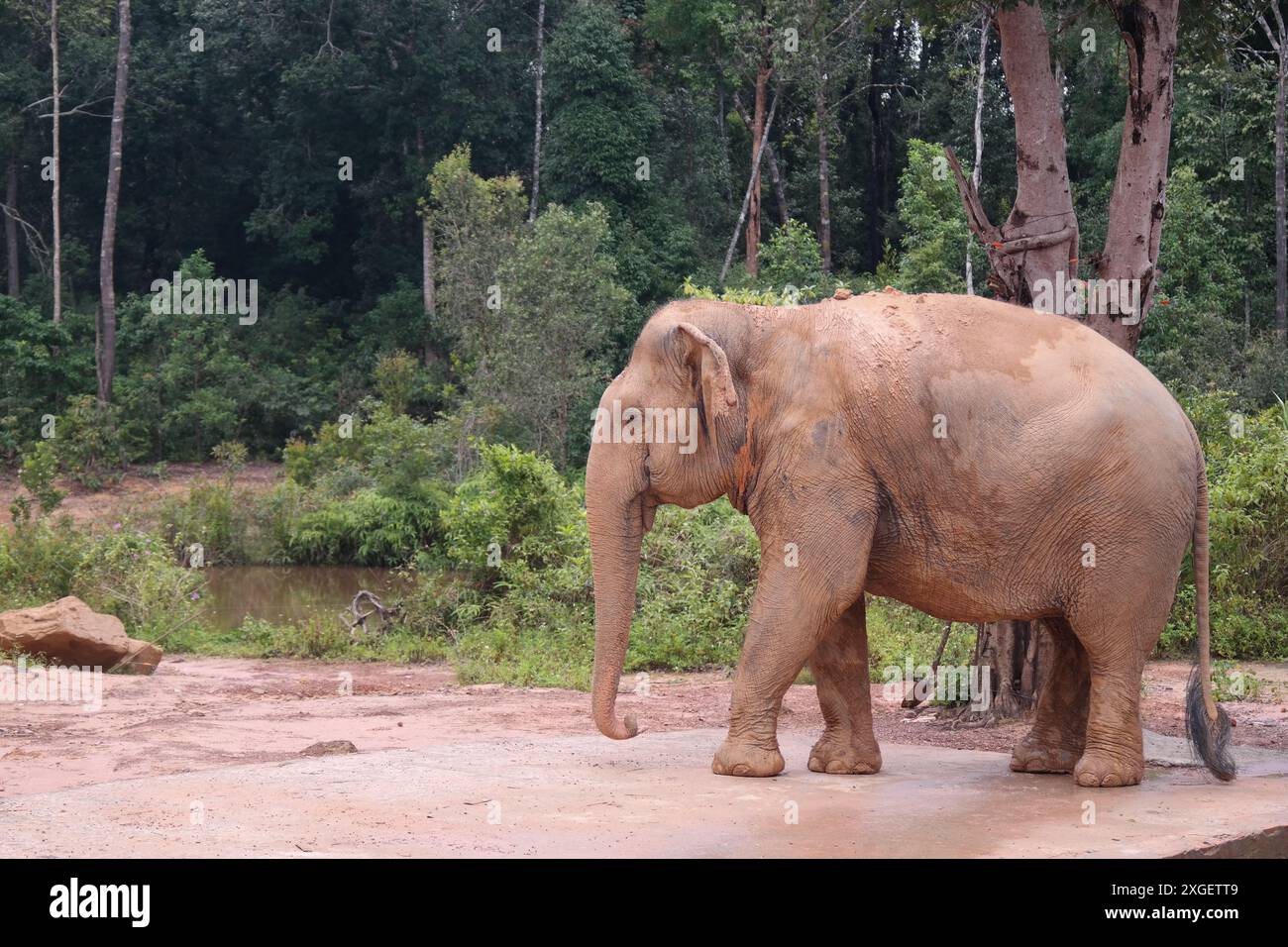 Old elephant living family hi-res stock photography and images - Alamy