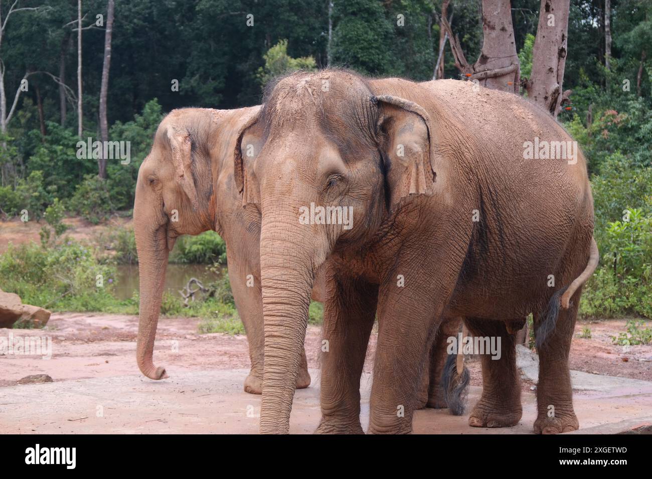Two old elephants at the zoo Stock Photo - Alamy