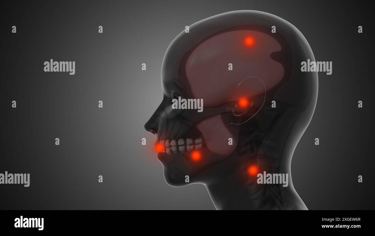 Temporomandibular joint hi-res stock photography and images - Alamy