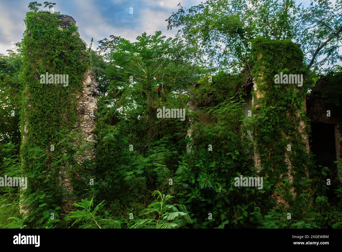 Colonial hacienda reclaimed by nature in Merida, Yucatan, Mexico Stock ...