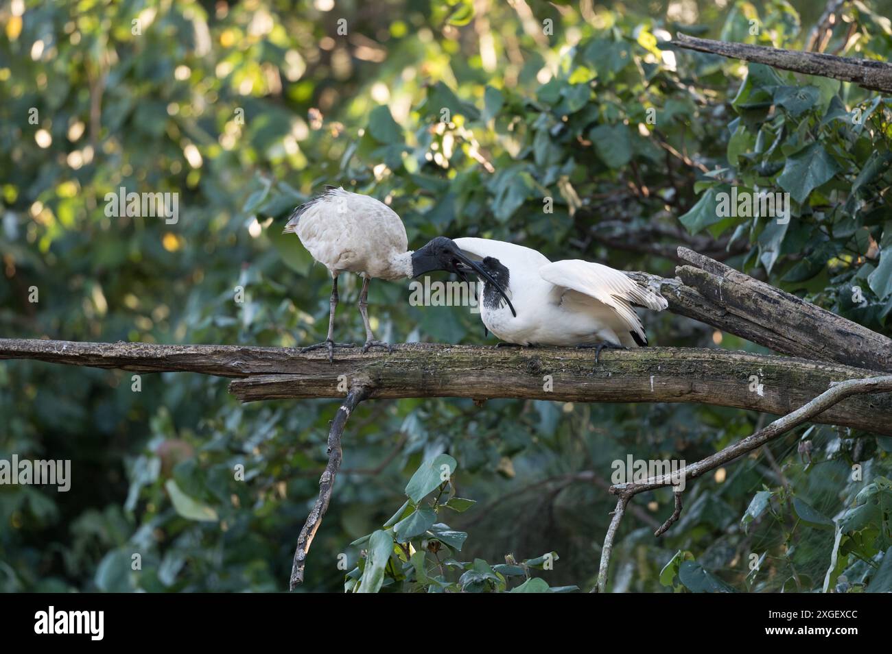 The last feeding session of a juvenile White Ibis and its mother before ...