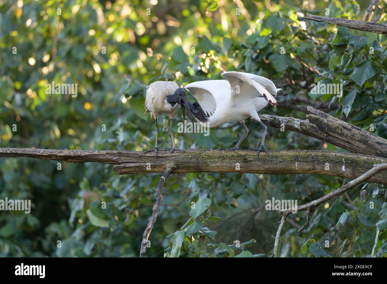The last feeding session of a juvenile White Ibis and its mother before ...